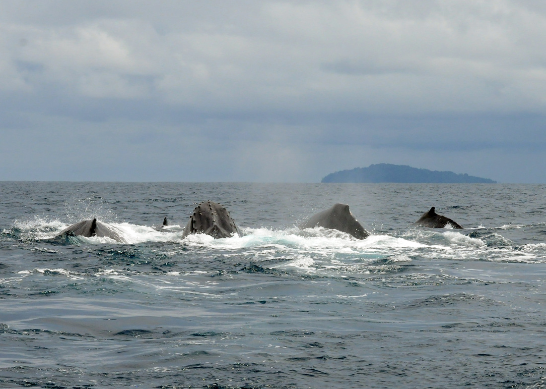 What a day! - Panacetacea