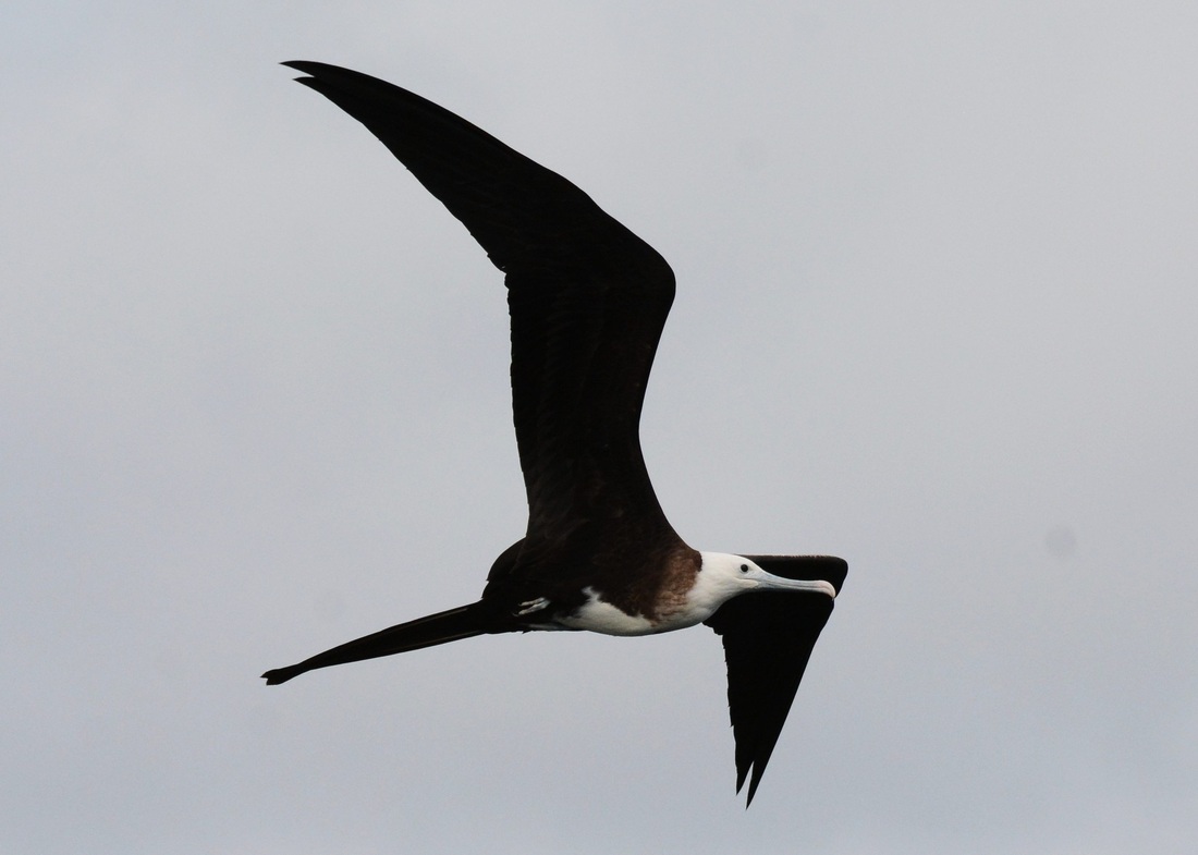 Our favorite seabird species - Panacetacea