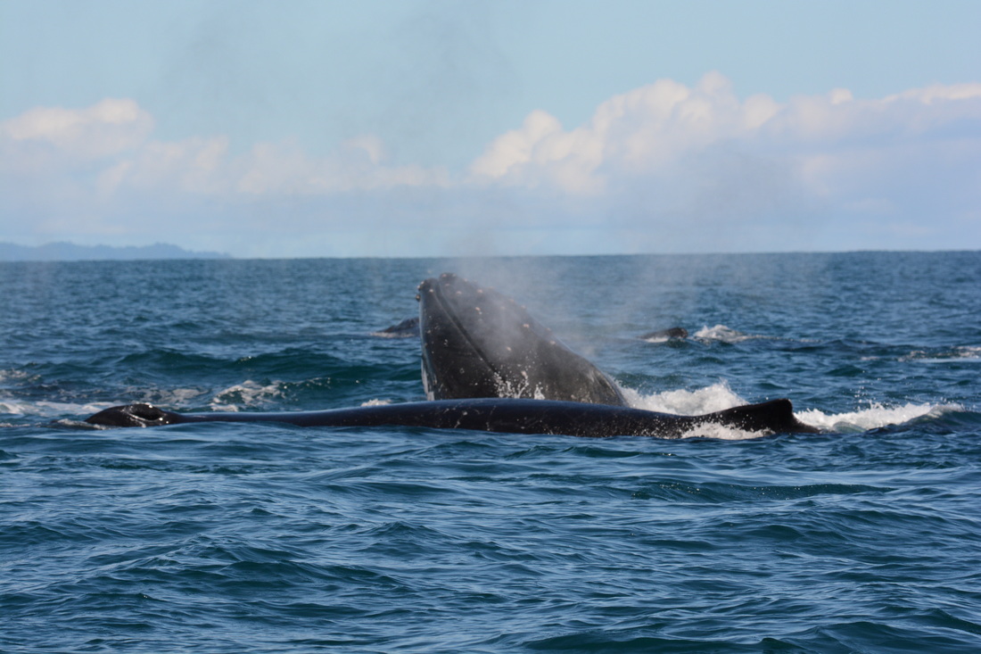 Record number of whales! - Panacetacea