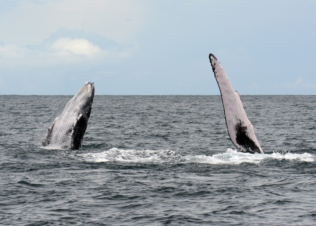 Mom and calf playing - Panacetacea