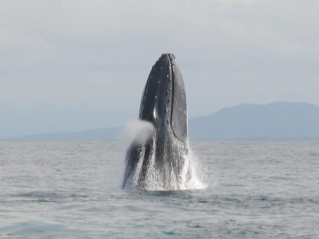 Humpback whale serenade - Panacetacea