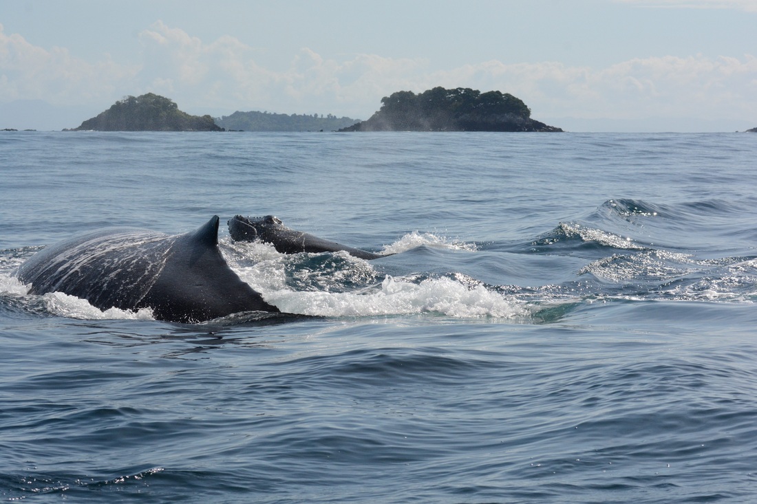 Compating males and baby whales, a dangerous combination - Panacetacea