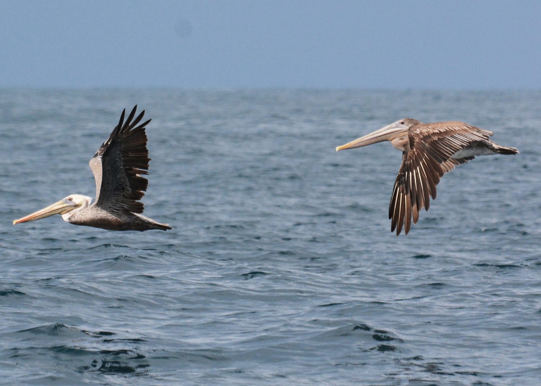 Our favorite seabird species - Panacetacea