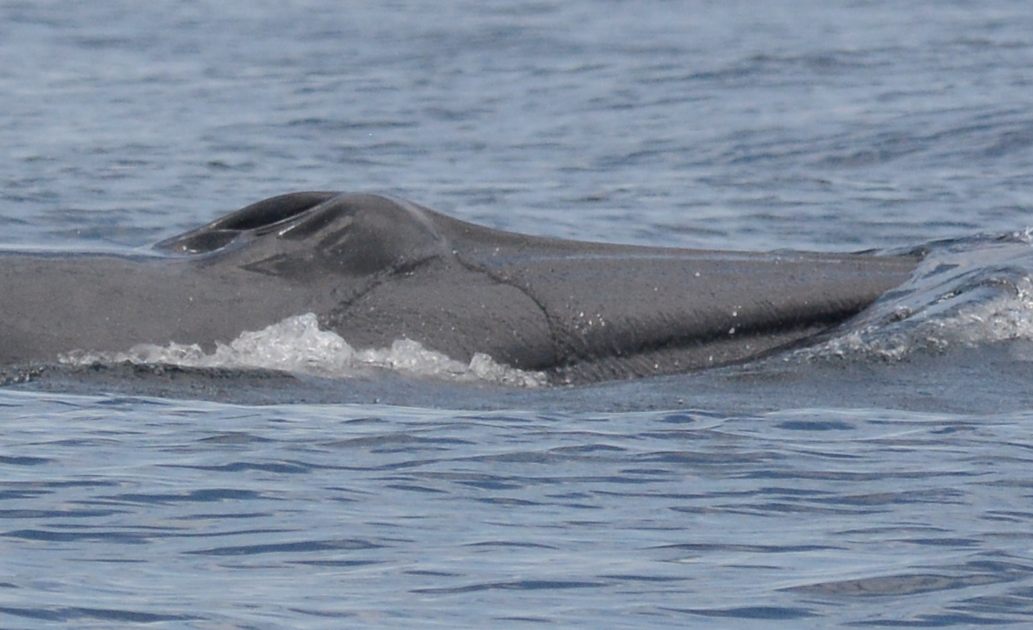 Bryde's whales - Panacetacea
