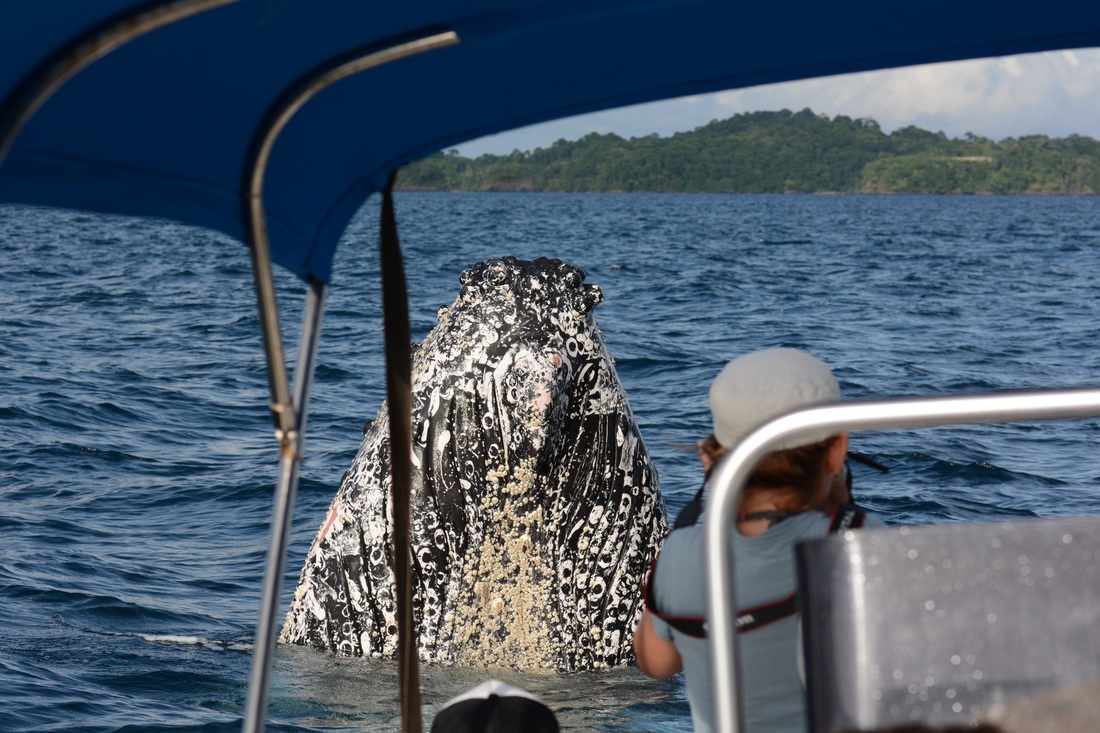 Close encounters of the whale kind - Panacetacea