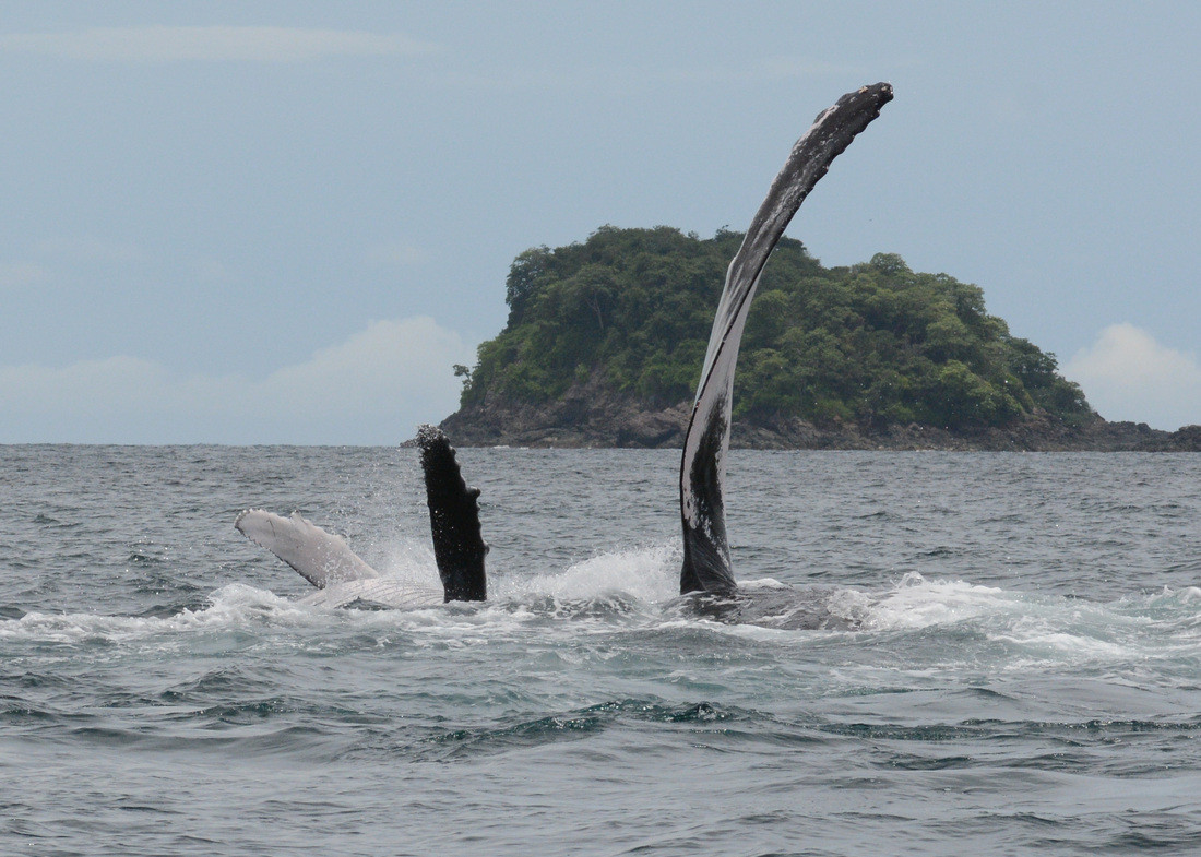 Mom and calf playing - Panacetacea