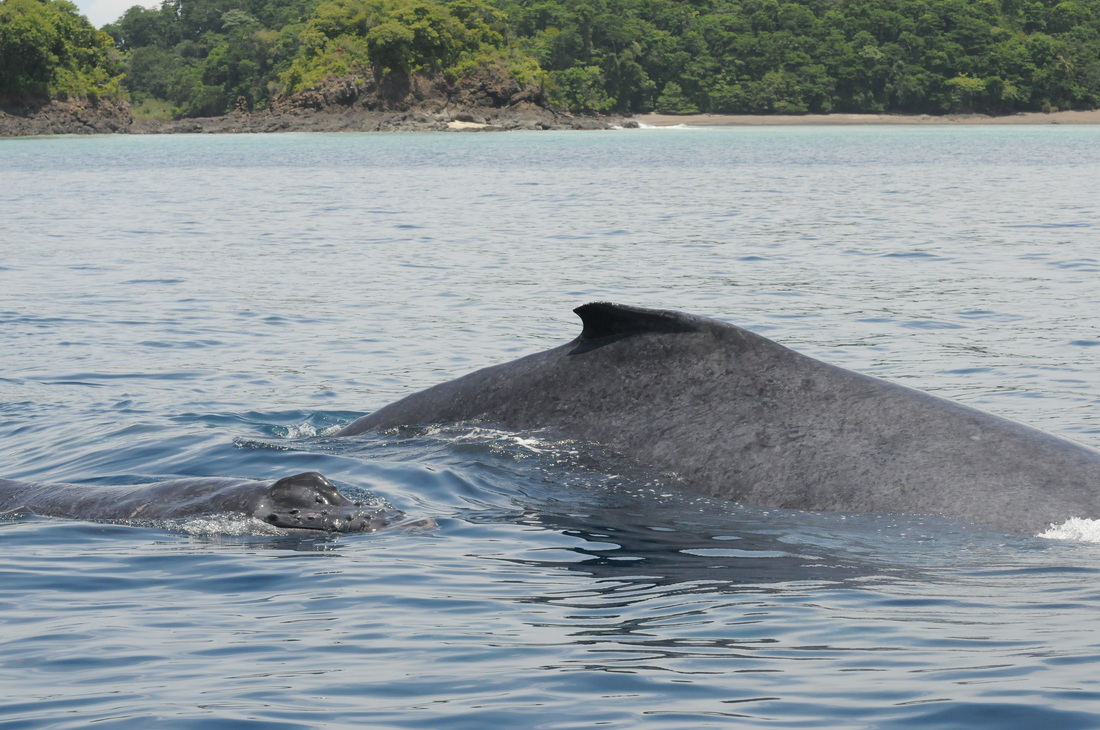 Our first mother-calf pair encounter this season! - Panacetacea