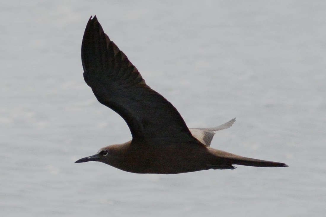 Our favorite seabird species - Panacetacea