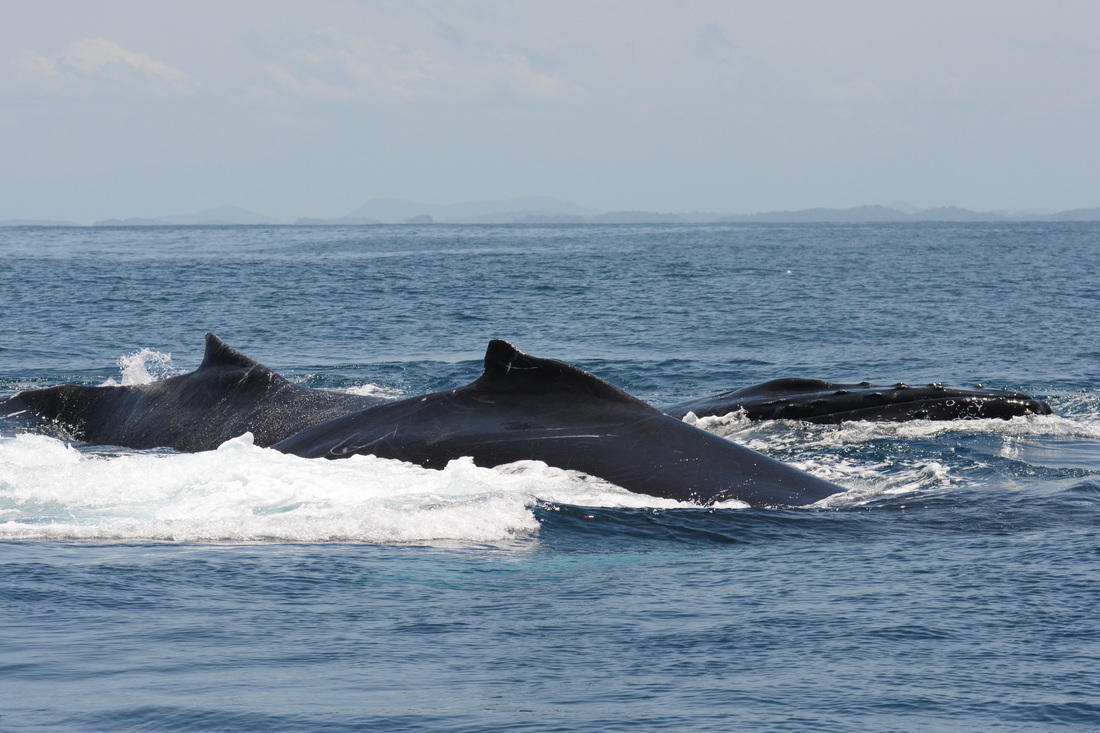 Things are heating up! - Panacetacea