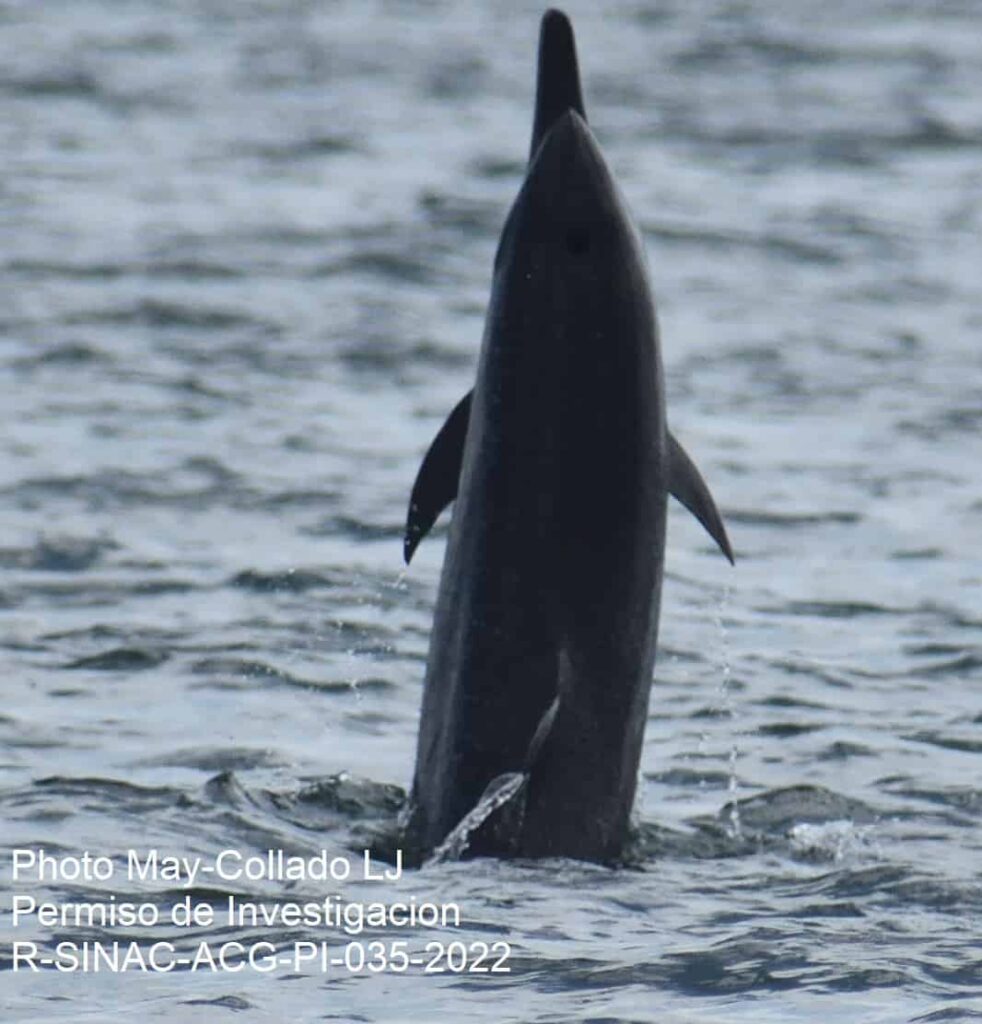 Field Season Costa Rica 2022 - Panacetacea