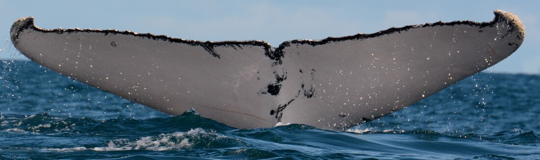 Using flukes to identify humpbacks - Panacetacea