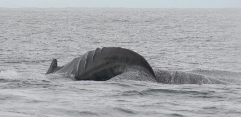 Propeller scars - Panacetacea