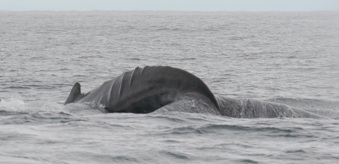 Propeller scars - Panacetacea